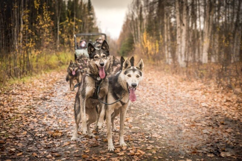 Fairbanks: Dog Mushing through Fall Landscapes on a UTV - The Value of This Experience