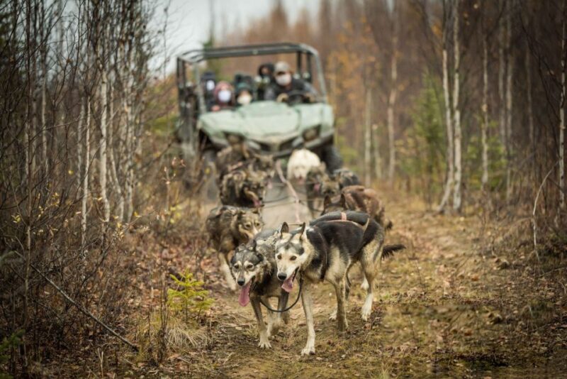 Fairbanks: Dog Mushing through Fall Landscapes on a UTV - Itinerary in Detail