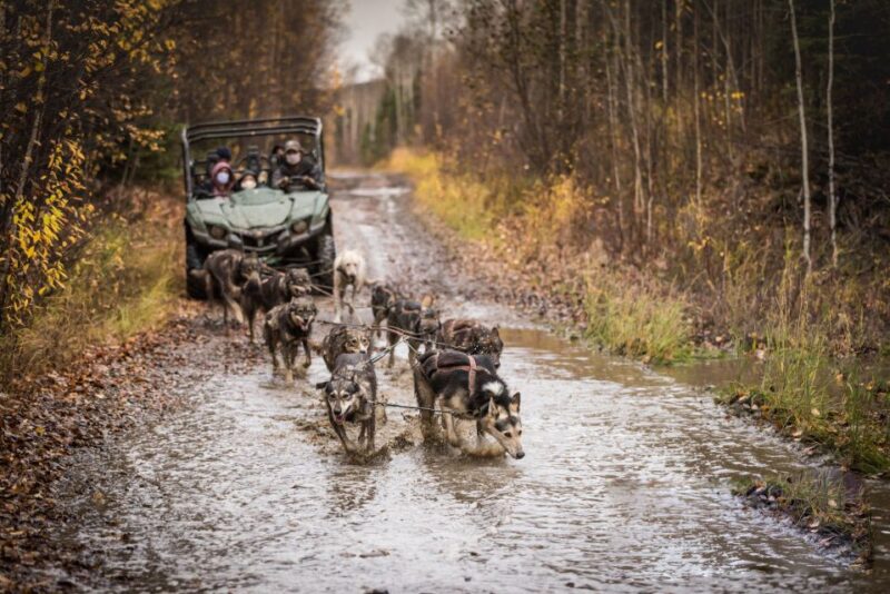 Fairbanks: Dog Mushing through Fall Landscapes on a UTV - Authenticity and Authentic Experiences