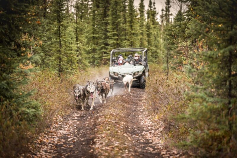Fairbanks: Dog Mushing through Fall Landscapes on a UTV - The Sum Up