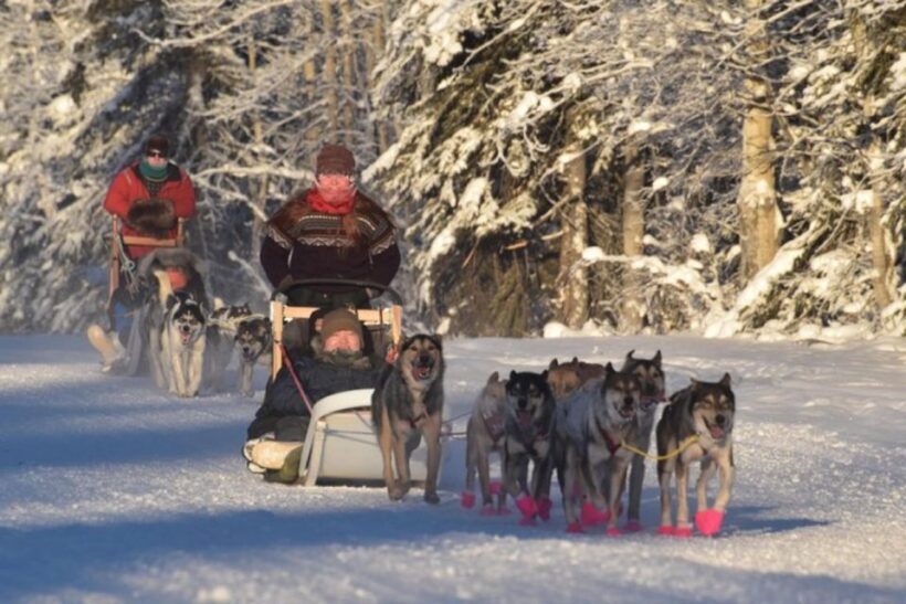 Fairbanks: Dog Sledding and Mushing Experience - What to Expect from This Fairbanks Dog Sledding Tour