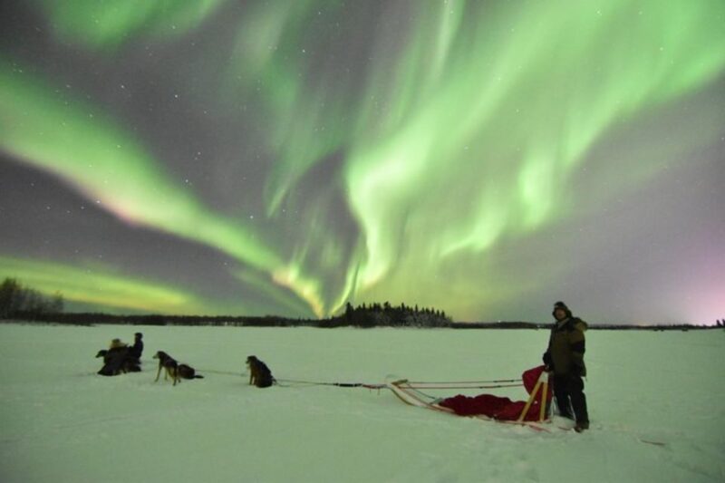 Fairbanks: Dog Sledding and Mushing Experience - Who Would Love This Tour?