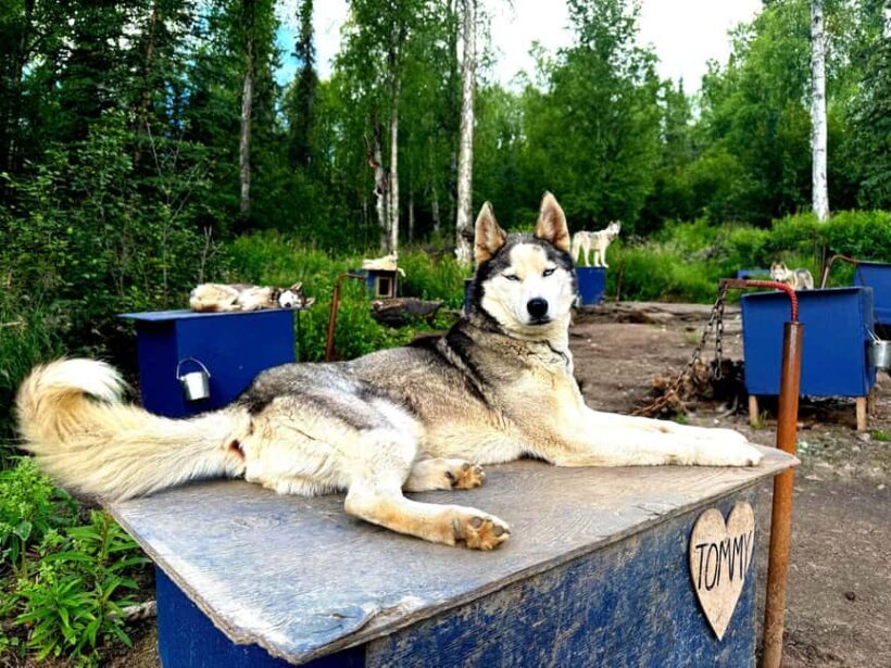 Fairbanks: Husky Hiking Tour - An In-Depth Look at the Fairbanks Husky Hiking Tour