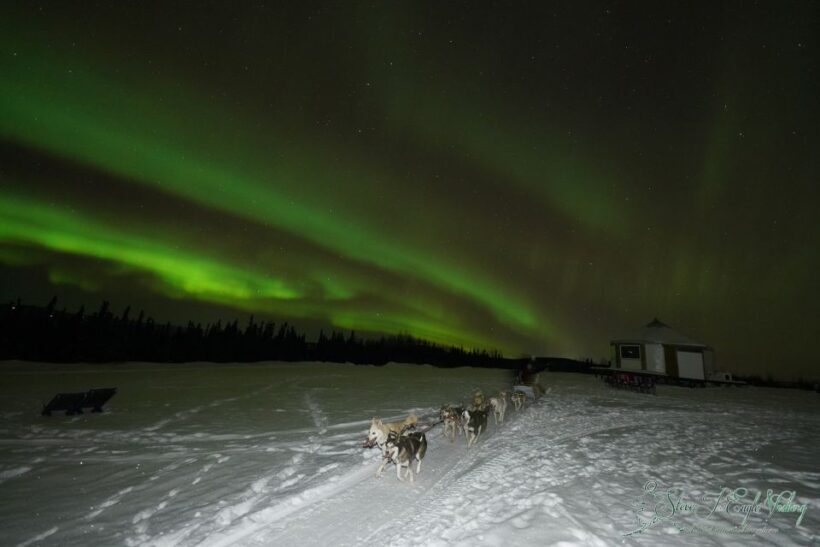 Fairbanks: Moonlight Dog Sled, Dinner & Northern Lights - Key Points
