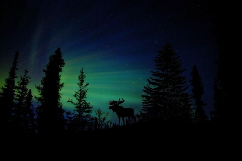 Fairbanks: Northern Lights and Chena Hot Springs Tour - Key Points
