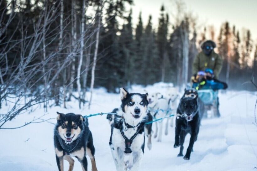 Fairbanks: Private Mush on the Historic Yukon Quest Trail - An Authentic Alaskan Adventure in the Heart of Fairbanks