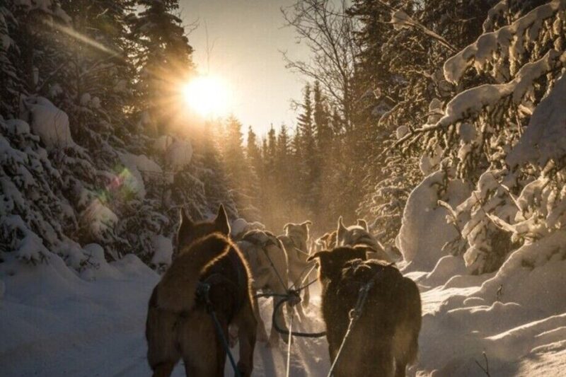 Fairbanks: Private Mush on the Historic Yukon Quest Trail - What’s Included and What You Should Know