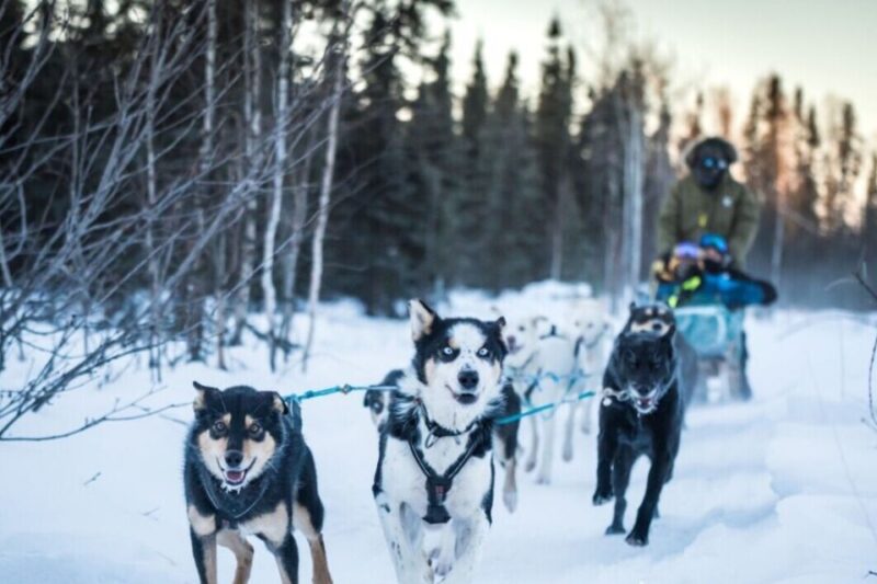 Fairbanks: Private Mush on the Historic Yukon Quest Trail - Authenticity and Guest Feedback