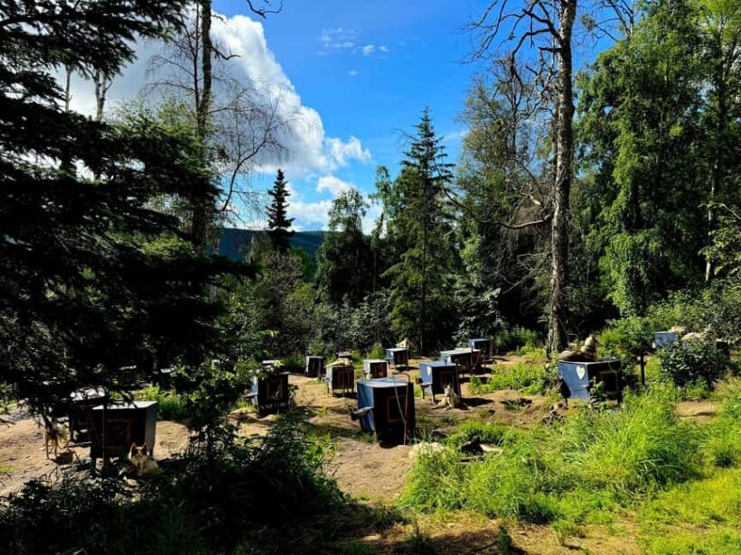 Fairbanks: Siberian Husky Kennel Tour - The Sum Up