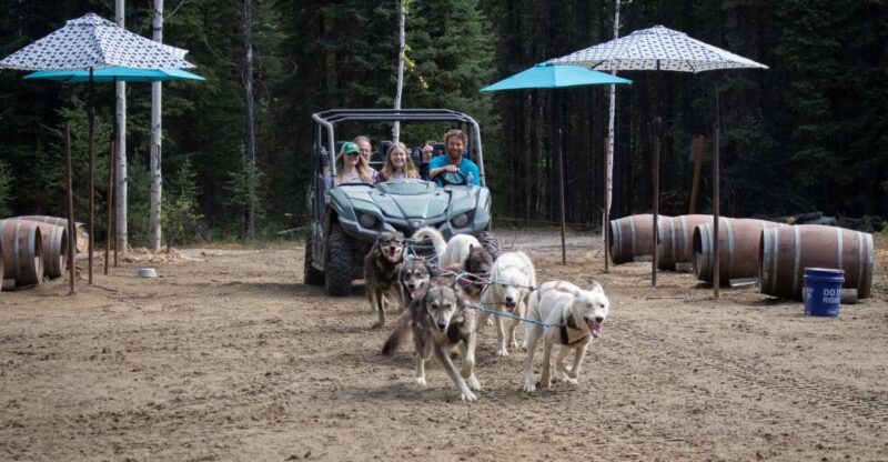 Fairbanks: Summer Mushing Cart Ride and Kennel Tour - Key Points