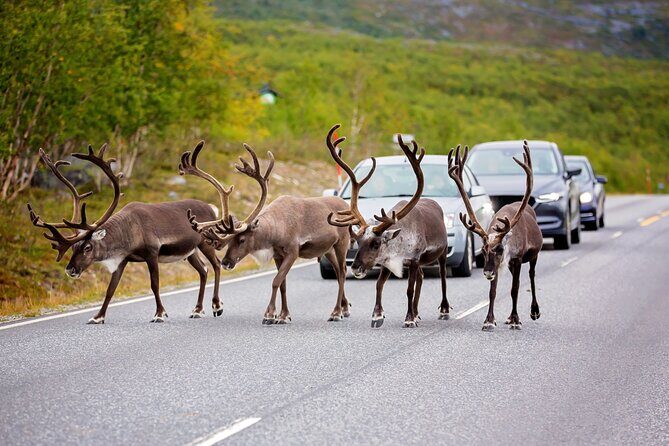 Fairbanks to Denali  Scenic Private Shuttle Transfer - Key Points