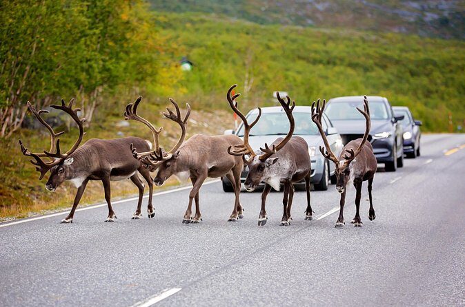 Fairbanks to Denali  Scenic Private Shuttle Transfer - Frequently Asked Questions