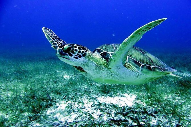 Fajardo Afternoon Snorkeling Adventure Tour - Key Points