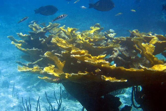 Fajardo Afternoon Snorkeling Adventure Tour - Snorkeling Gear & Safety