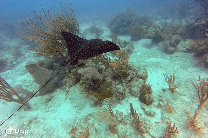 Fajardo Afternoon Snorkeling Adventure Tour - Value and Practicality