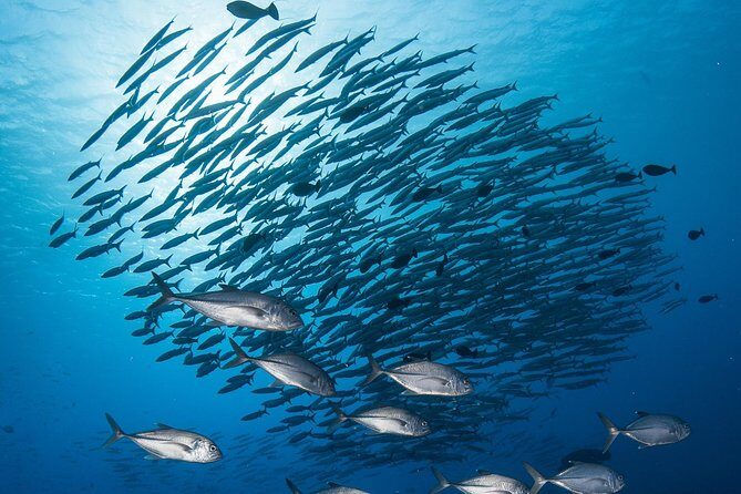 Fakarava 2-tank Certified Scuba Dive - Introduction
