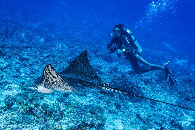 Fakarava 2-tank Certified Scuba Dive - What to Expect on Your Fakarava 2-Tank Diving Tour