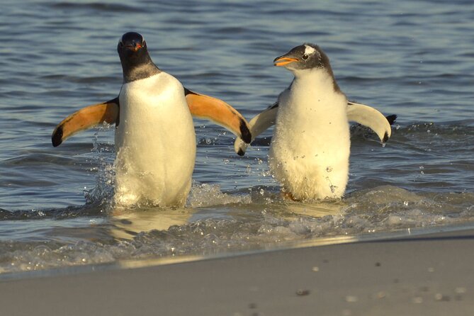Falkland Islands Shared Tour With Penguins Sightseeing - Key Points