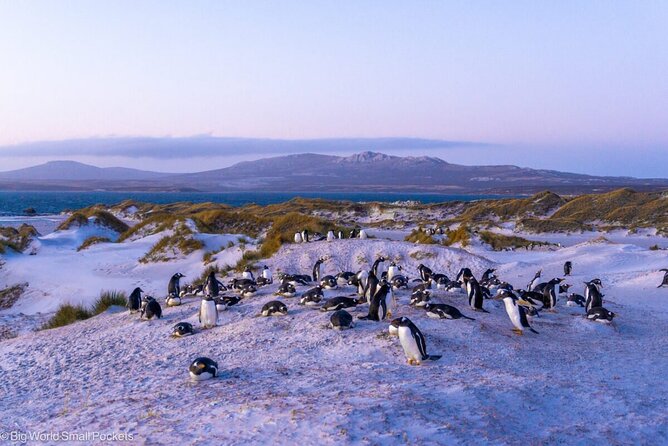 Falkland Islands Shared Tour With Penguins Sightseeing - Highlights of the Itinerary