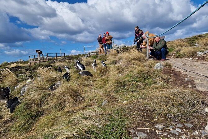 Falkland Islands Shared Tour With Penguins Sightseeing - Penguin Species Encountered
