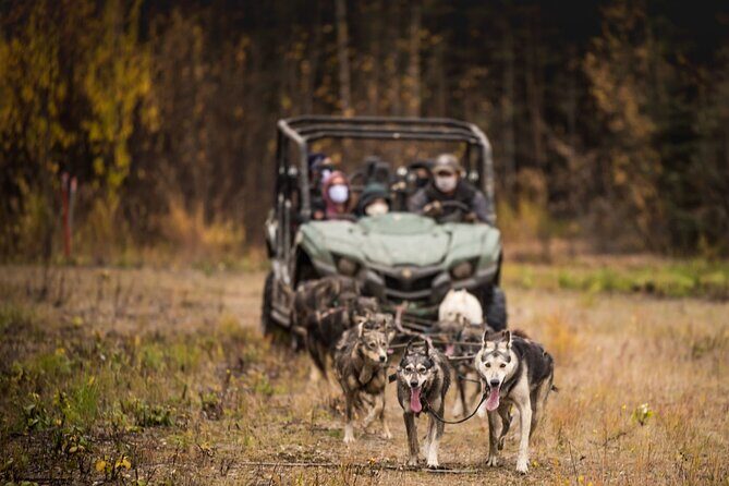 Fall Aurora Mushing Cart Ride Bucket List Adventure - A Closer Look at the Tour Experience