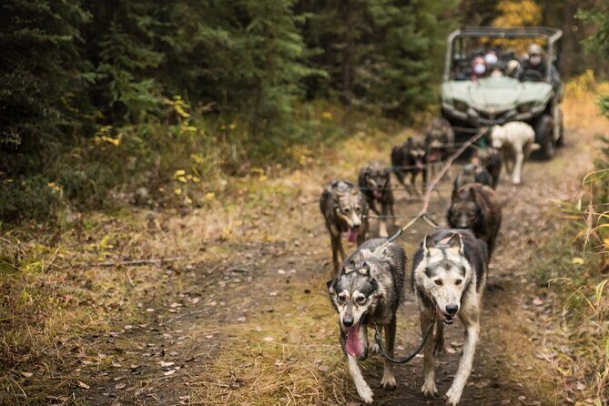 Fall Aurora Mushing Cart Ride Bucket List Adventure - Frequently Asked Questions