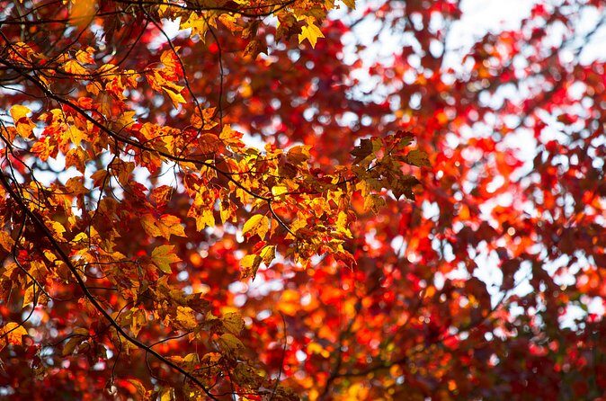 Fall Foliage Scenic Day Trip to Vermont and Western MA with Stops - FAQ