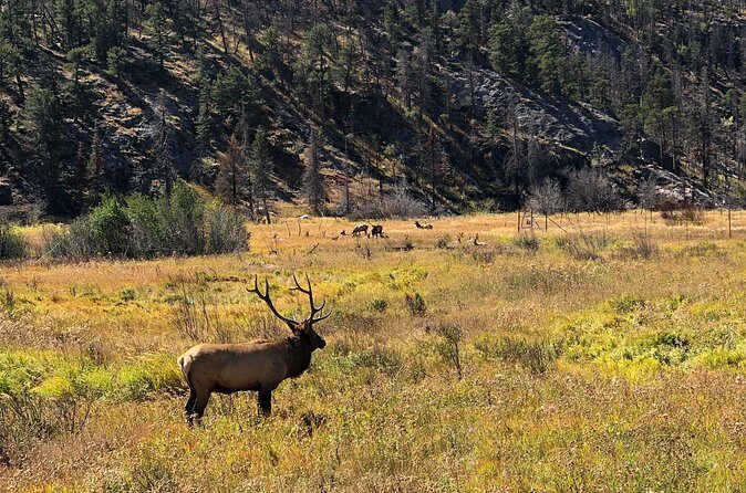 Fall Private Elk Rut Rocky Mountain National Park Tour - FAQs