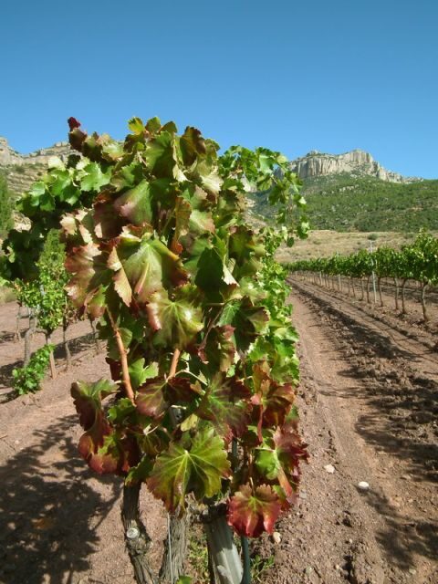 Falset: Guided Wine Tour to the Priorat by a Local - An Introduction to the Tour Experience