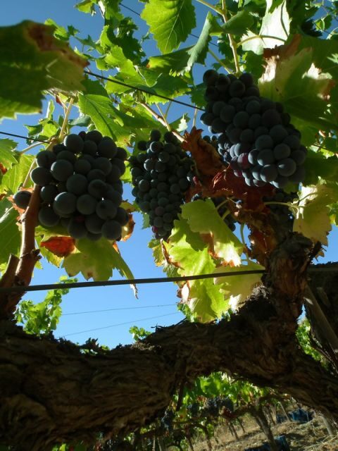 Falset: Guided Wine Tour to the Priorat by a Local - What to Expect on the Tour