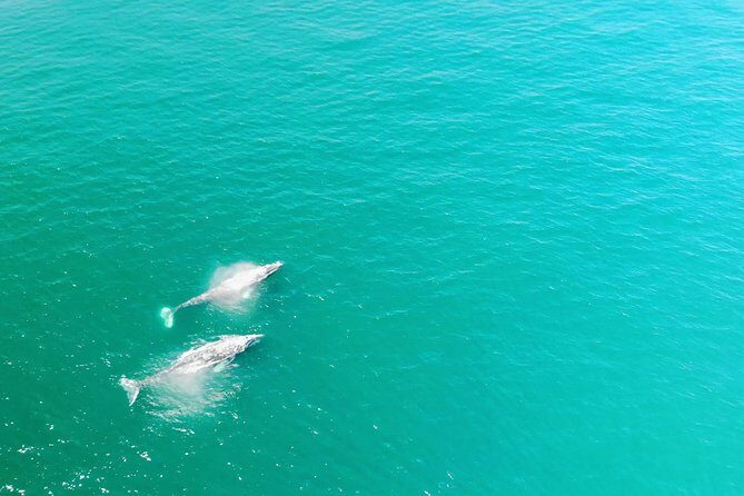 Family and Private Group Whale and Dolphin Watching - Introducing the Family and Private Group Whale and Dolphin Watching Tour