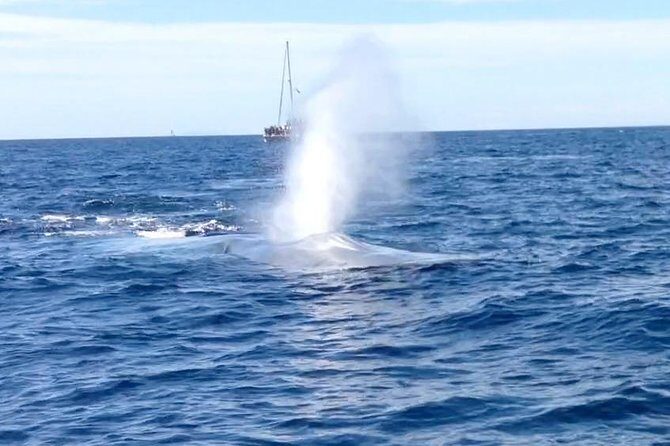 Family and Private Group Whale and Dolphin Watching - Key Points