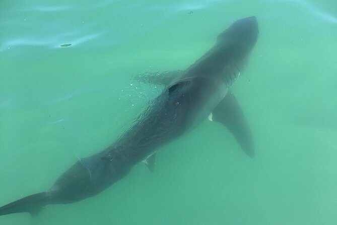Family and Private Group Whale and Dolphin Watching - Authentic Feedback from Travelers