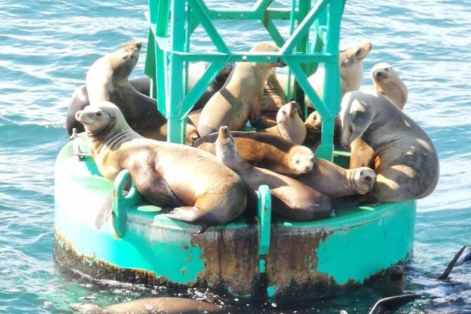 Family and Private Group Whale and Dolphin Watching - The Sum Up: Is This the Right Tour for You?