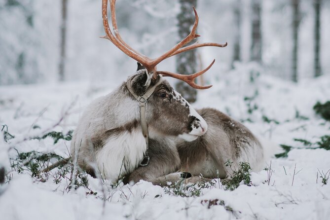 Family Day: Reindeer, Husky and Snowmobiling in Levi - Included Amenities and Services