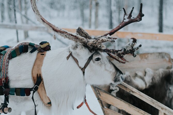 Family Day: Reindeer, Husky and Snowmobiling in Levi - Reviews and Feedback From Previous Travelers