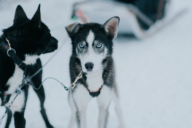 Family Day: Reindeer, Husky and Snowmobiling in Levi - Booking Information and Availability