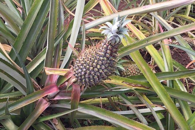 Family-Friendly Private Circle Island Tour of Oahu - Who Should Book This Tour?