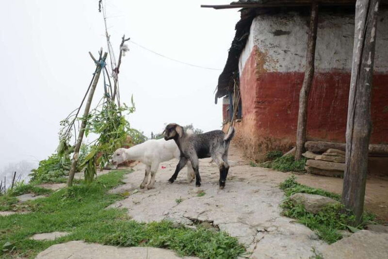 Family-Friendly Trekking: 3 Days Dhampus and Australian Camp - Authentic Experiences and Traveller Insights