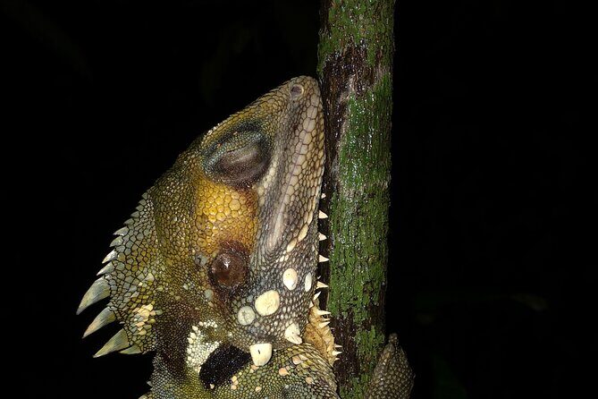 Family Night Walking Tour at Tropical Rainforest in Daintree - Exploring Cape Tribulation and Beyond