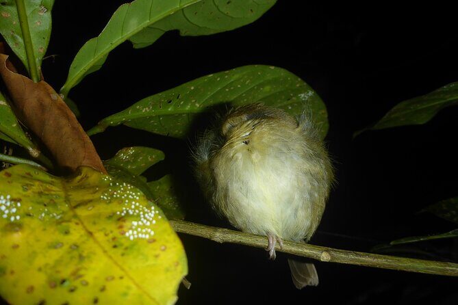 Family Night Walking Tour at Tropical Rainforest in Daintree - Pricing and Value