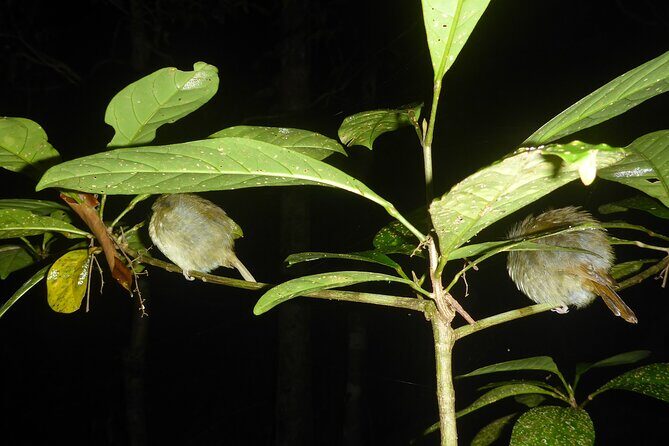 Family Night Walking Tour at Tropical Rainforest in Daintree - Who Will Love This Tour?