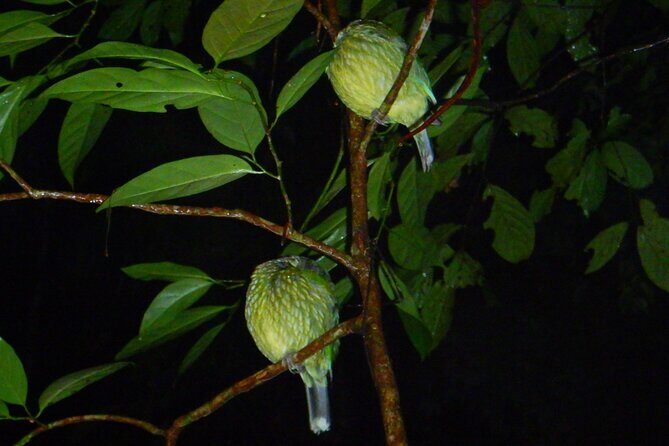Family Night Walking Tour at Tropical Rainforest in Daintree - Final Thoughts
