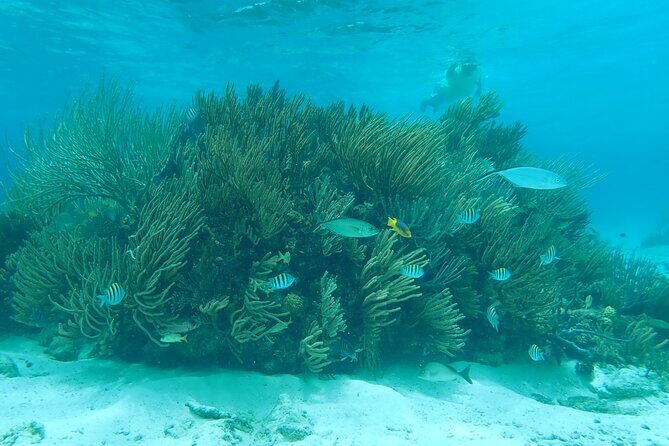 (Family owned) Stingray city sandbar, Starfish Beach & Snorkeling - Key Points