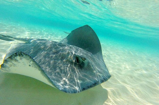 (Family owned) Stingray city sandbar, Starfish Beach & Snorkeling - Practical Tips for Travelers
