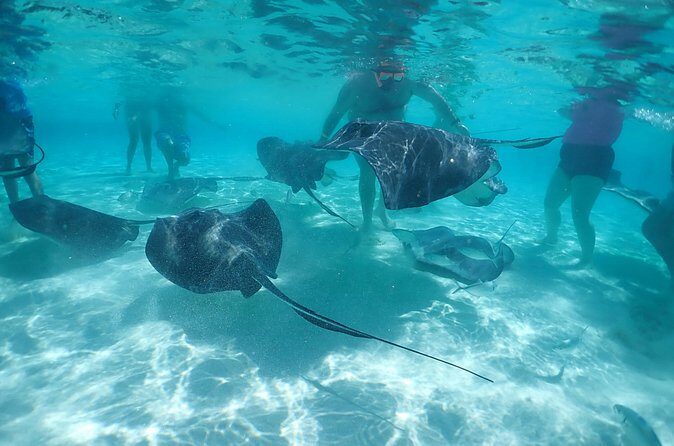 (Family owned) Stingray city sandbar, Starfish Beach & Snorkeling - Final Thoughts