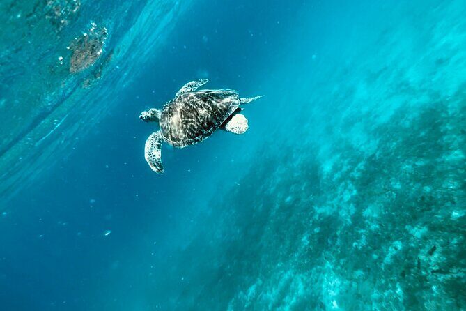 Family Snorkel Safari. Private boat! - Who Should Consider This Tour?