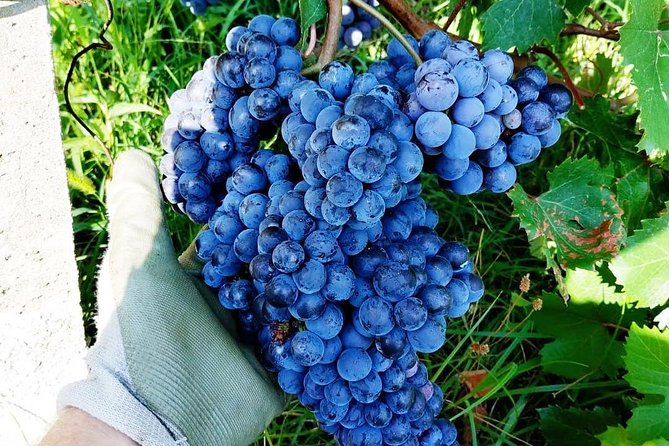 Family tasting - A little tasting - A Closer Look at the Experience