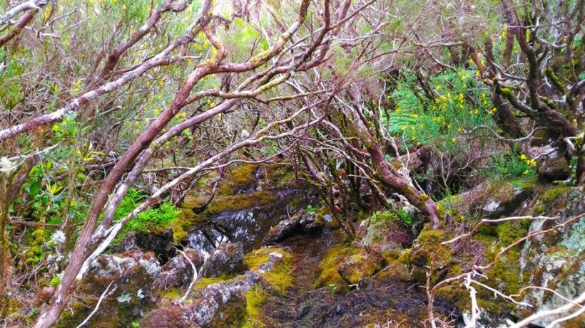 Fanal / Assobiadores - Levada Walk - The Itinerary: What to Expect