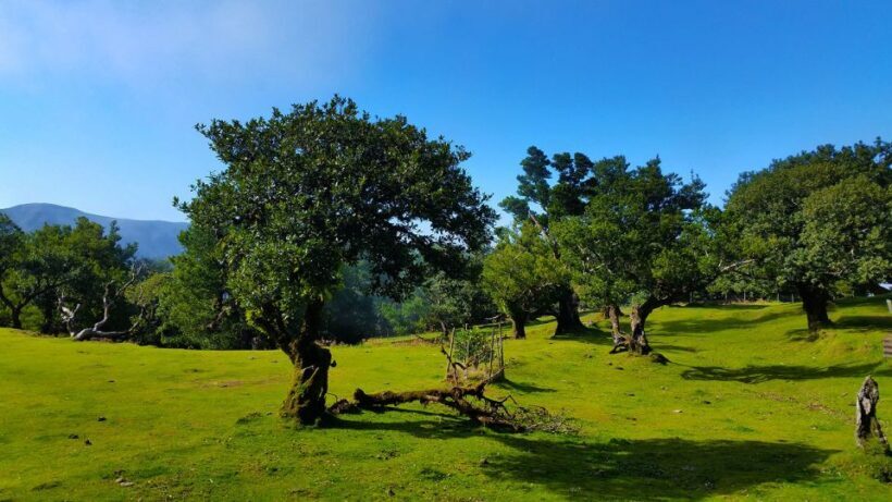 Fanal / Assobiadores - Levada Walk - Practical Details and Value